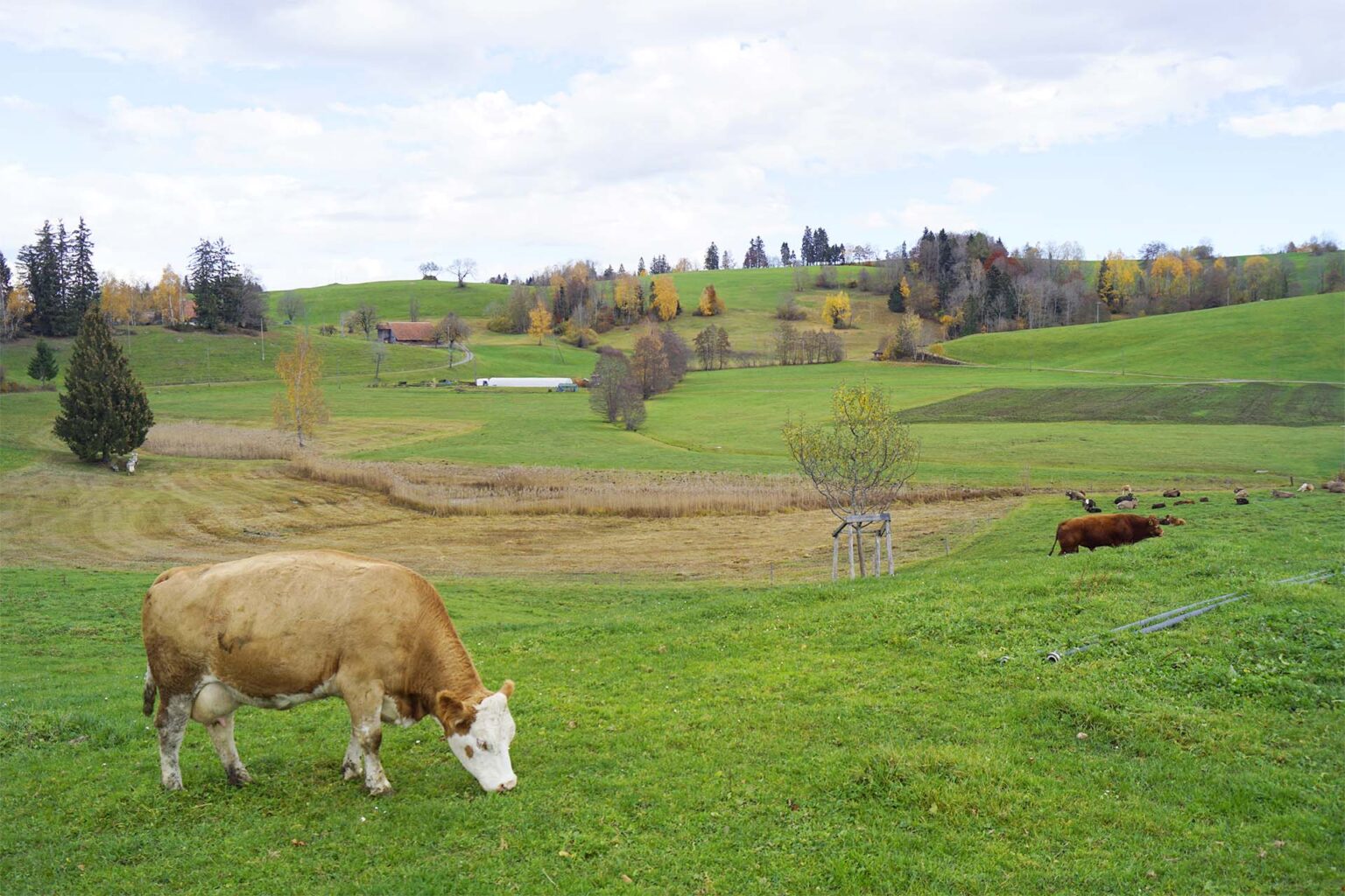 Zugerberg mountain: The BEST hike above Zug - Switzerland by Locals