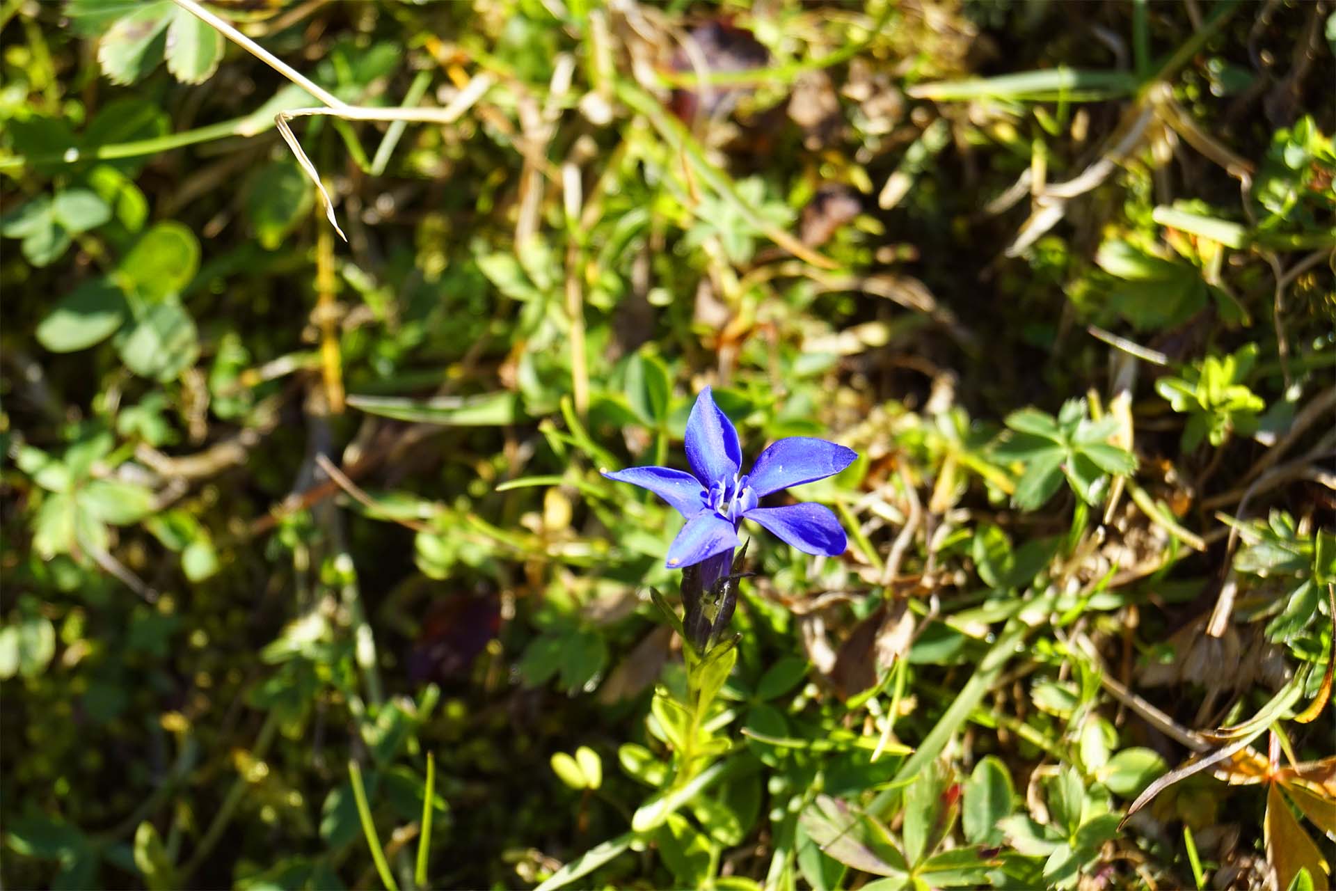 Klausen Pass: A hike to the secret Lake Clariden | Switzerland