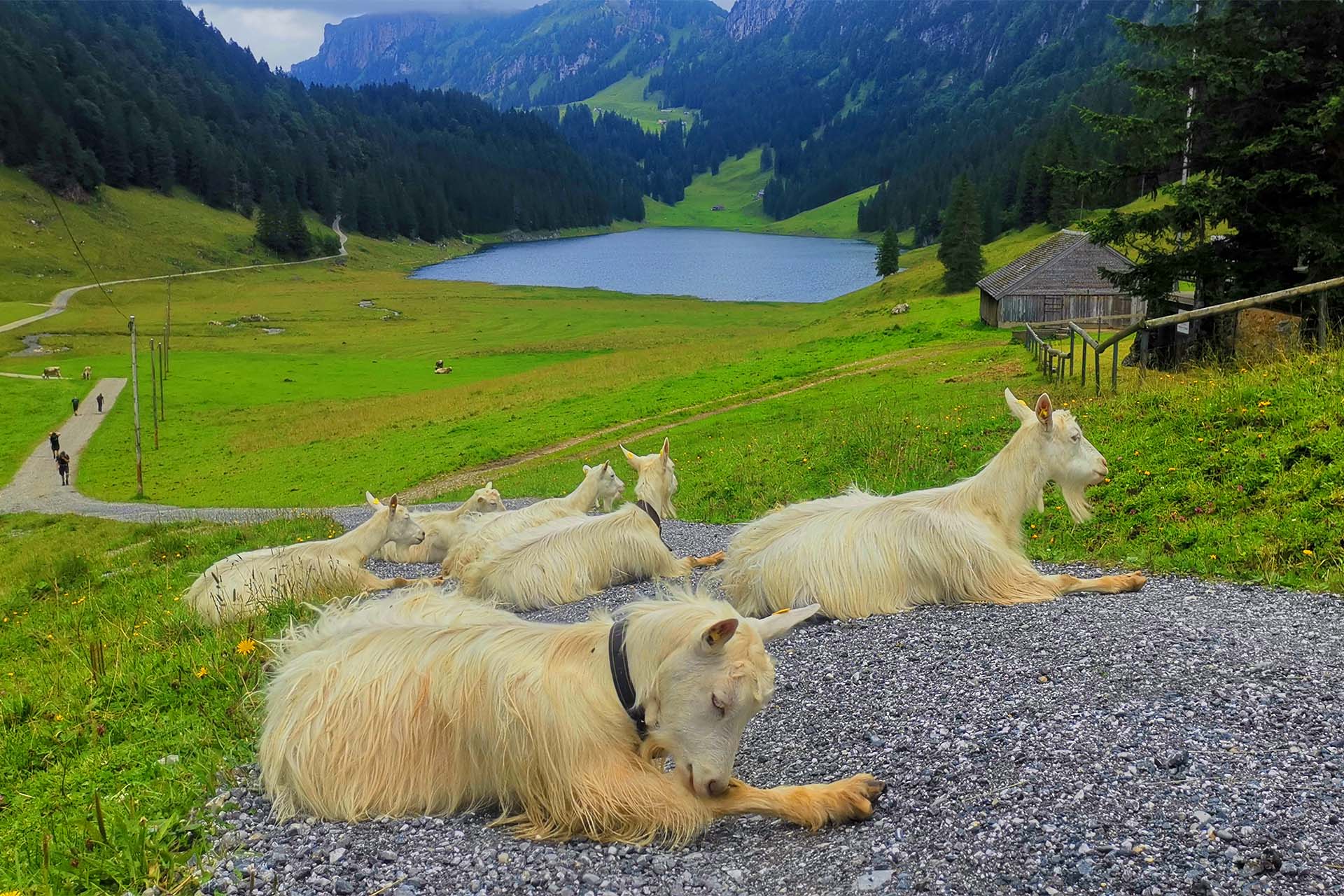 Appenzell en Suisse : Les 10 MEILLEURS endroits et randonnées (2023 ...