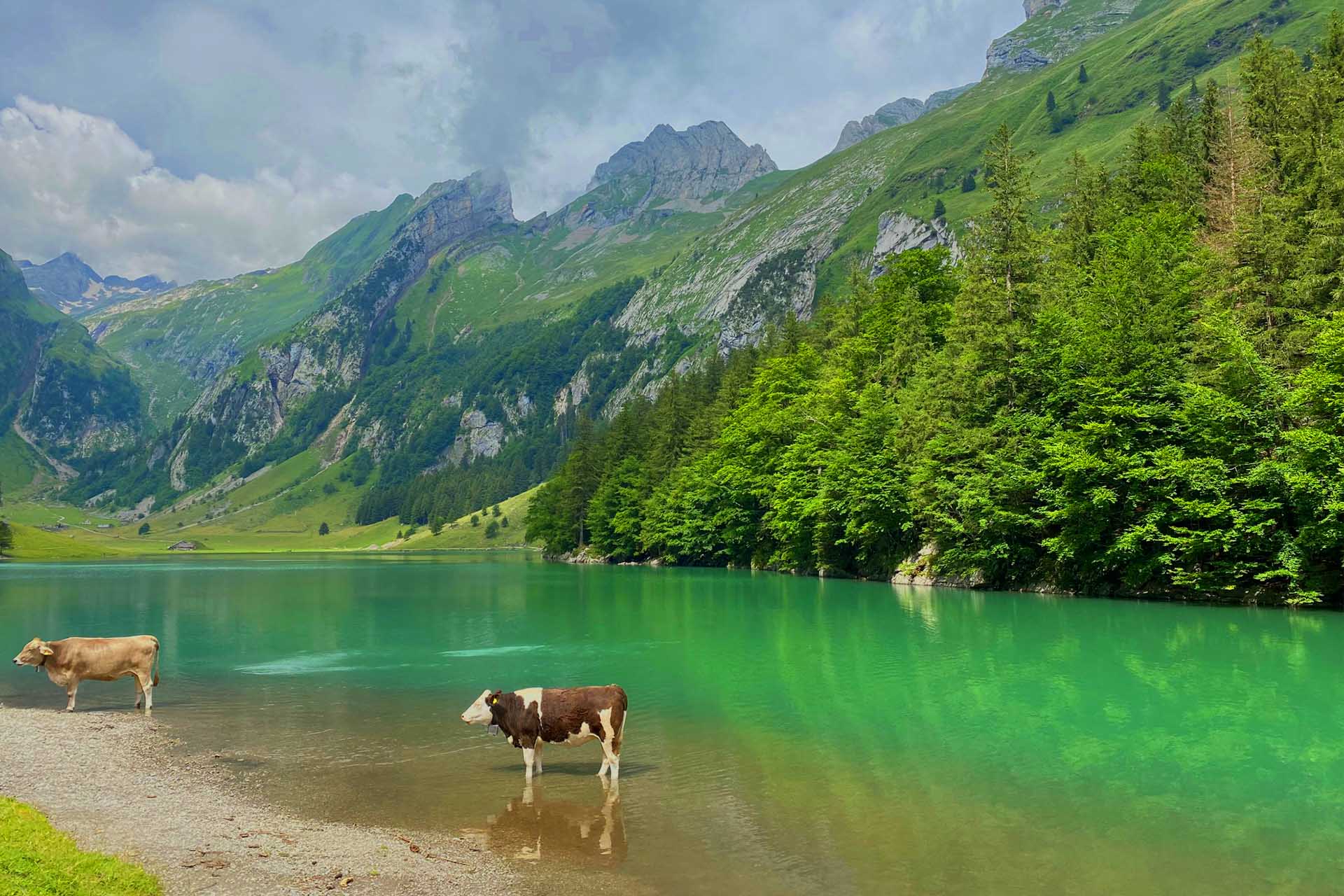 Appenzell, Svizzera: Le 10 MIGLIORI località ed escursioni (2023 ...