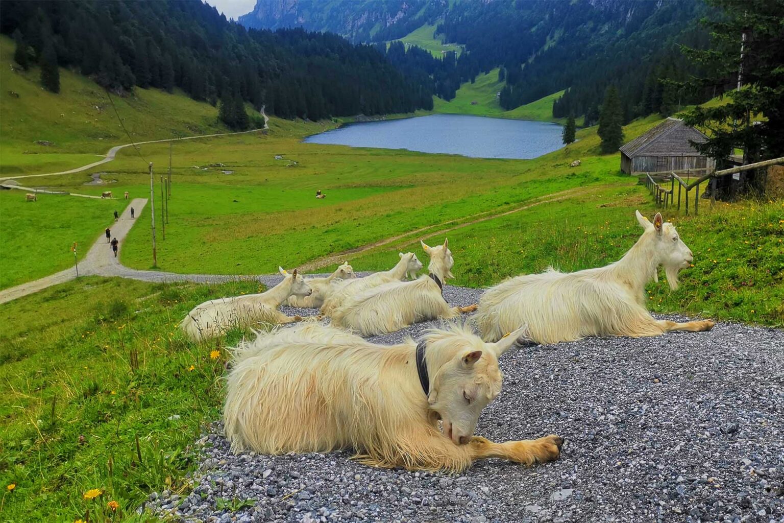 Lake Sämtis: Dreamlike circular hike in the Alpstein region (all info)